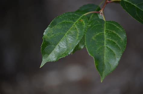 Malus × ‘royal Ruby Purdue Arboretum Explorer
