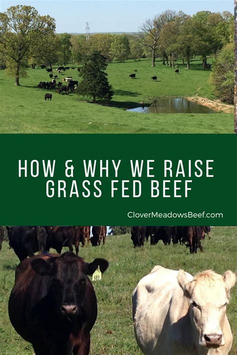 How We Raise Our Grass Fed Beef Clover Meadows Beef
