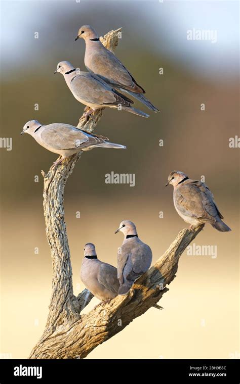 Dove On A Dead Tree Hi Res Stock Photography And Images Alamy