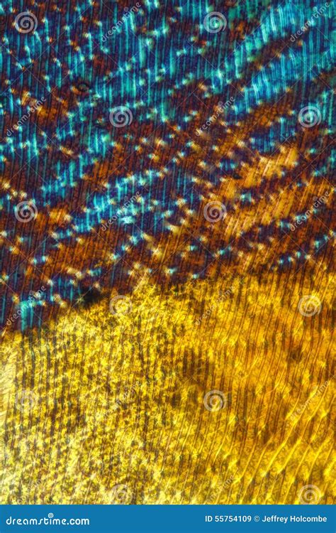 Leaf Cells Under Microscope Micrograph Leaf Under A Microscope Organ