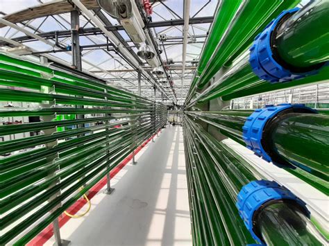 Microalgae A Sustainable Solution For Fish Feed Locality