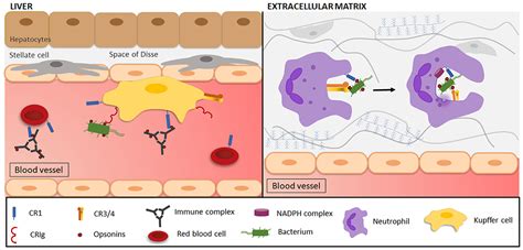 Frontiers Complement Receptors And Their Role In Leukocyte