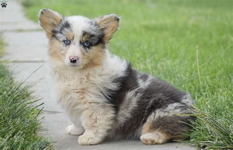 Australian Shepherd Corgi Mix The Ultimate Guide Mofaf
