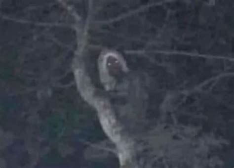 Avvistato Elfo Durante Lavori Della Ferrovia Presidente Messicano