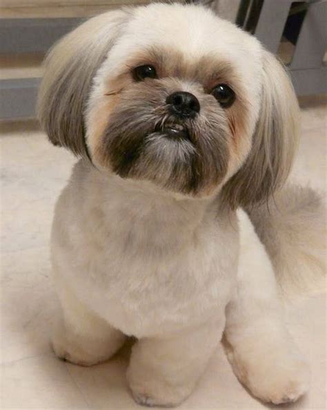 Shih Tzu Haircuts 6 Beautiful Shih Tzu Haircuts Shihtzu Buzz