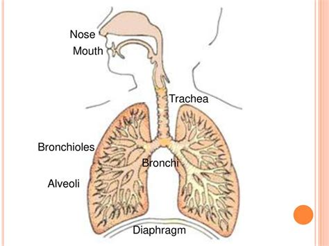 Organ Systems Ppt Download