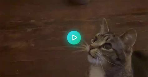 Watching Catfish While Catfishing Album On Imgur