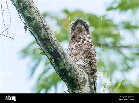 Great Potoo Nyctibius Grandis Single Adult Perched At Roost Site On