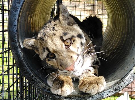 Clouded Leopard Eating Prey