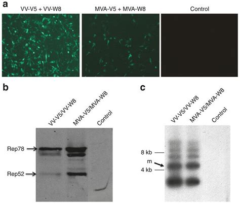 Vaccinia Replication Aids In Recombinant Adeno Associated Virus Raav