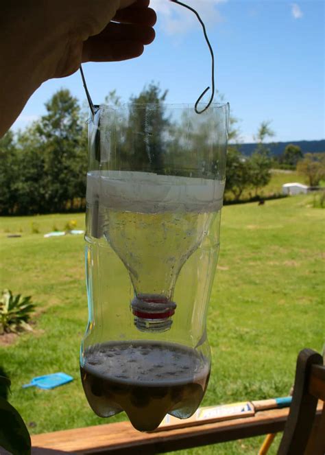 Homemade Insect Trap Pop Bottle How To Make A Wasp Trap At Home With