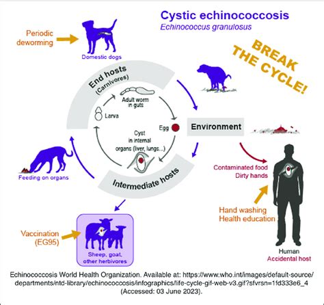 Life Cycle Of Echinococcosis World Health Organization 4 See Text