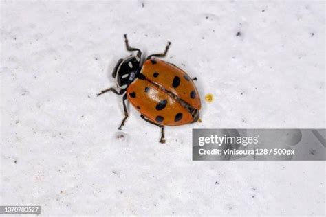 Convergent Ladybugs Photos And Premium High Res Pictures Getty Images