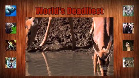 World S Deadliest Python Eats Antelope Youtube