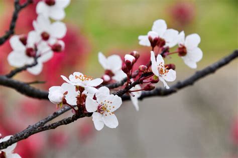 Pluim 影像 瀏覽 4 個素材庫相片、向量圖和影片 Adobe Stock