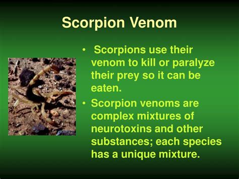 Ppt Scorpions Powerpoint Presentation Free Download Id1265595