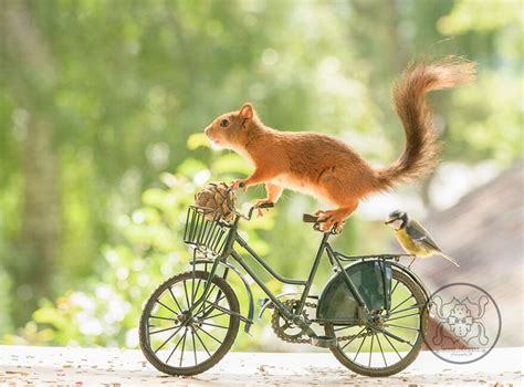 Red Squirrels Interact With My Props While I Photograph Them And They