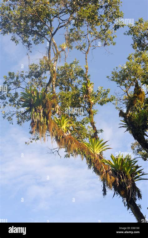 Epiphytes Ferns Orchids And Bromeliads Grow On A Tree On Th Edge Of