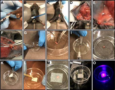 Inguinal Lymph Node Preparation A Subcutaneous Injection Of Facs