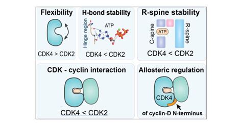 Cdk2 And Cdk4 Cell Cycle Functions Evolve Distinct Catalysis