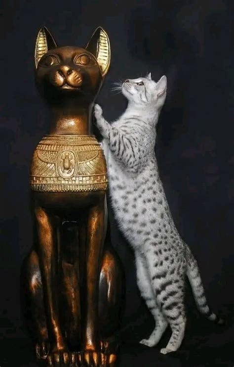 First Known Cat Name Was An Egyptian Cat Named Nedjem Meaning Sweetie
