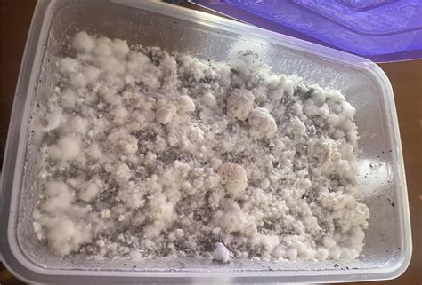 Can Someone Tell Me Which Are Blobs And Which Arent Also What Do I