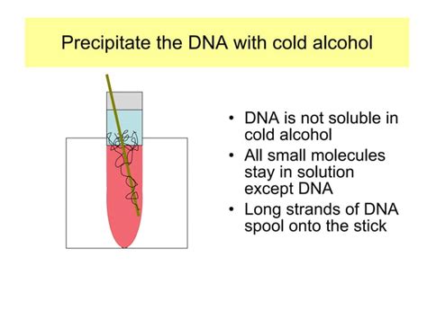 Dna Extraction Principles PPT Dna Extraction Principles PPT