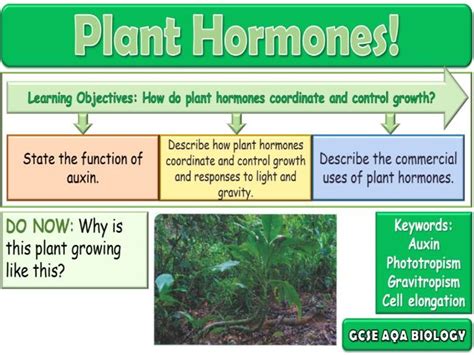 Plant Hormones Aqa Gcse 9 1 Biology Teaching Resources