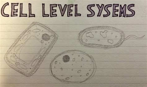 Diagram Of Biology Cell Level Systems Quizlet