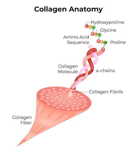 Premium Vector Collagen Anatomy Hydroxyproline Glycine Proline Chains