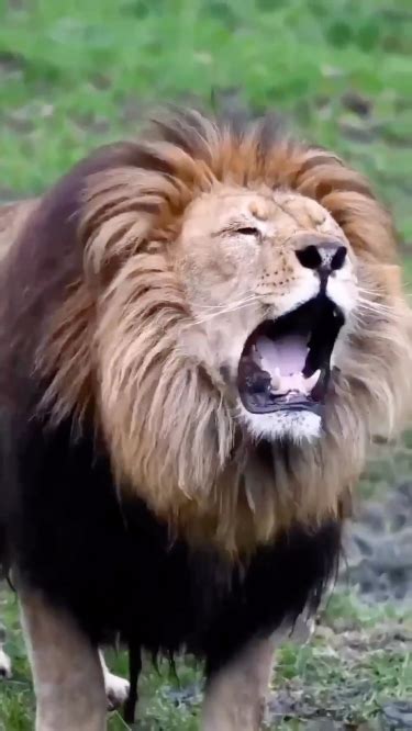 The Mighty Mapogos Artofit