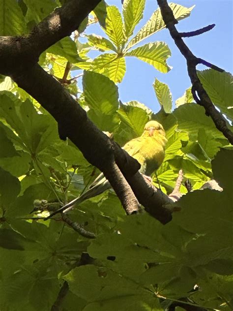 Meet The Locals Eric Mathern New York City Dreams Abroad