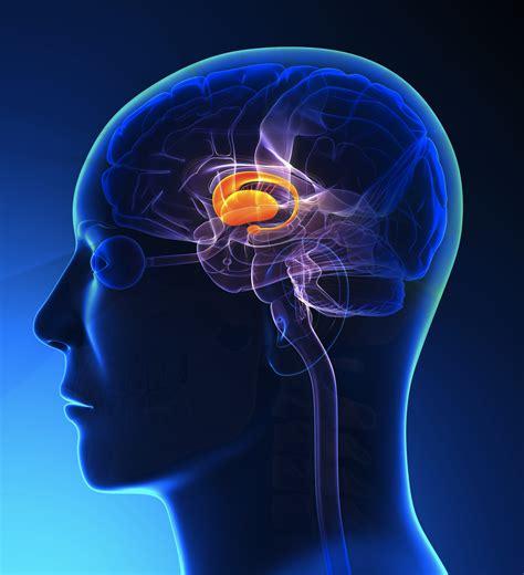Thalamus Brain