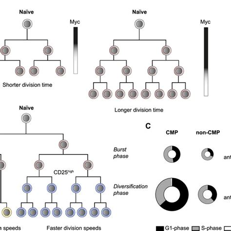Competing Models Of Memory T Cell Differentiation A Plots Depict The