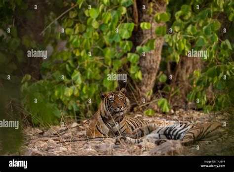 A Mating Pair Of Tigers Resting After Rounds Of Mating Between These Two Tigers At Ranthambore