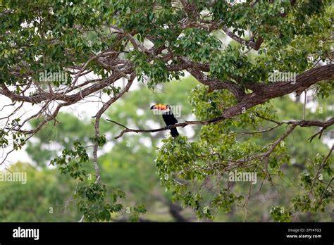 Toco Toucan Sitting On A Branch Of A Green Tree Pantanal Wetlands Mato Grosso Brazil Stock