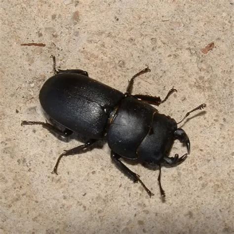 Dorcus Parallelipipedus Facts Diet Habitat And Pictures On Animaliabio