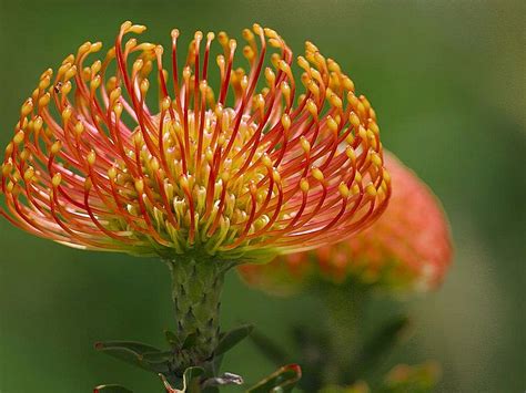 Pincushion Protea Habitat At Arthur Snipes Blog