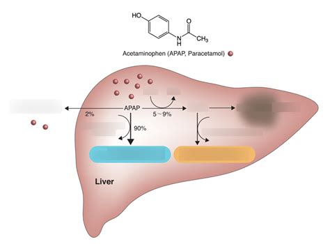 Apap Toxicity Diagram Quizlet