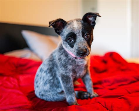 Man Run Down By Tasmanian Devil Joeys R Eyebleach