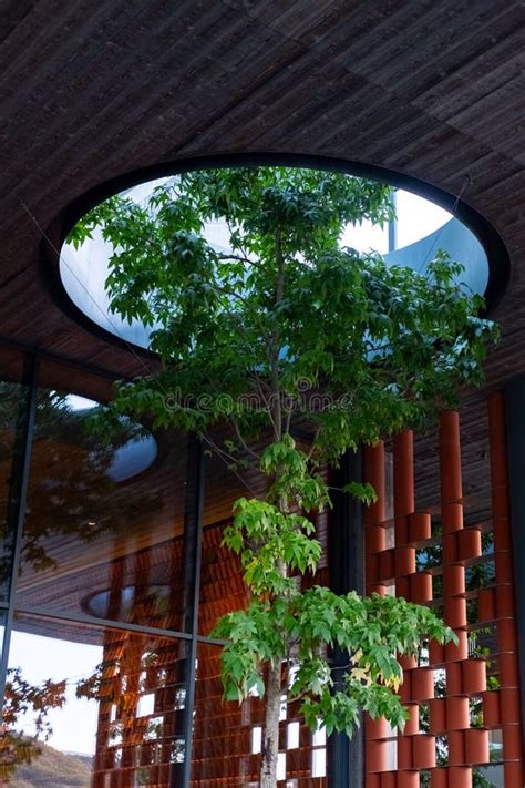 Modern Architecture Featuring Tree Growing Through Roof Stock Image