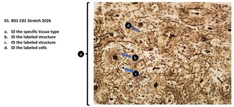 Histology Block One Diagram Quizlet
