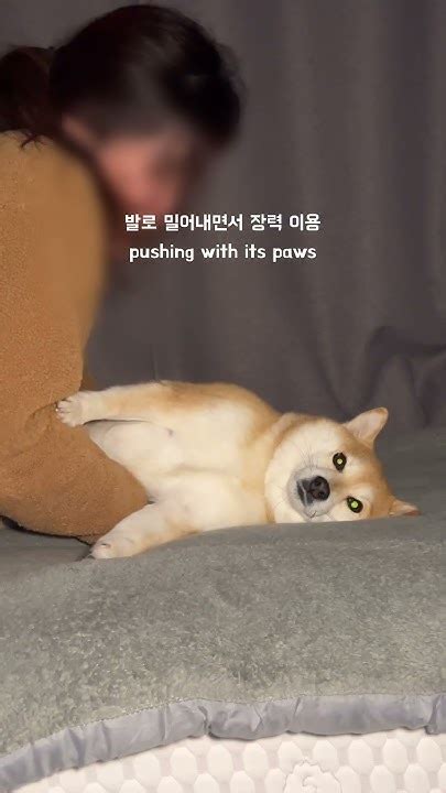 지 쪼대로 하는 개 Youtube