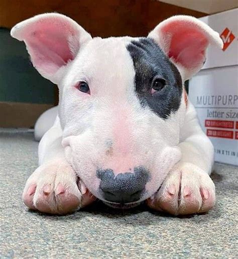 Adorable Bull Terrier Puppy