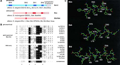 Bh3 Only Proteins—essential Initiators Of Apoptotic Cell Death Cell