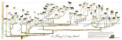 Mammal Evolutionary Tree