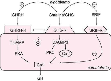 Modelo Proposto Para As Interações Entre O Ghrh E A Ghrelina Ghs Em Download Scientific Diagram