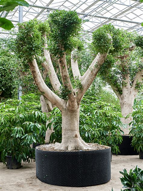 Ficus Microcarpa Nitida Luwasa Greenstyling Online