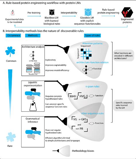 Advancing Protein Language Models With Linguistics A Roadmap For Improved Interpretability