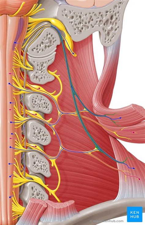 Accessory Nerve Roots At Carl Buteau Blog